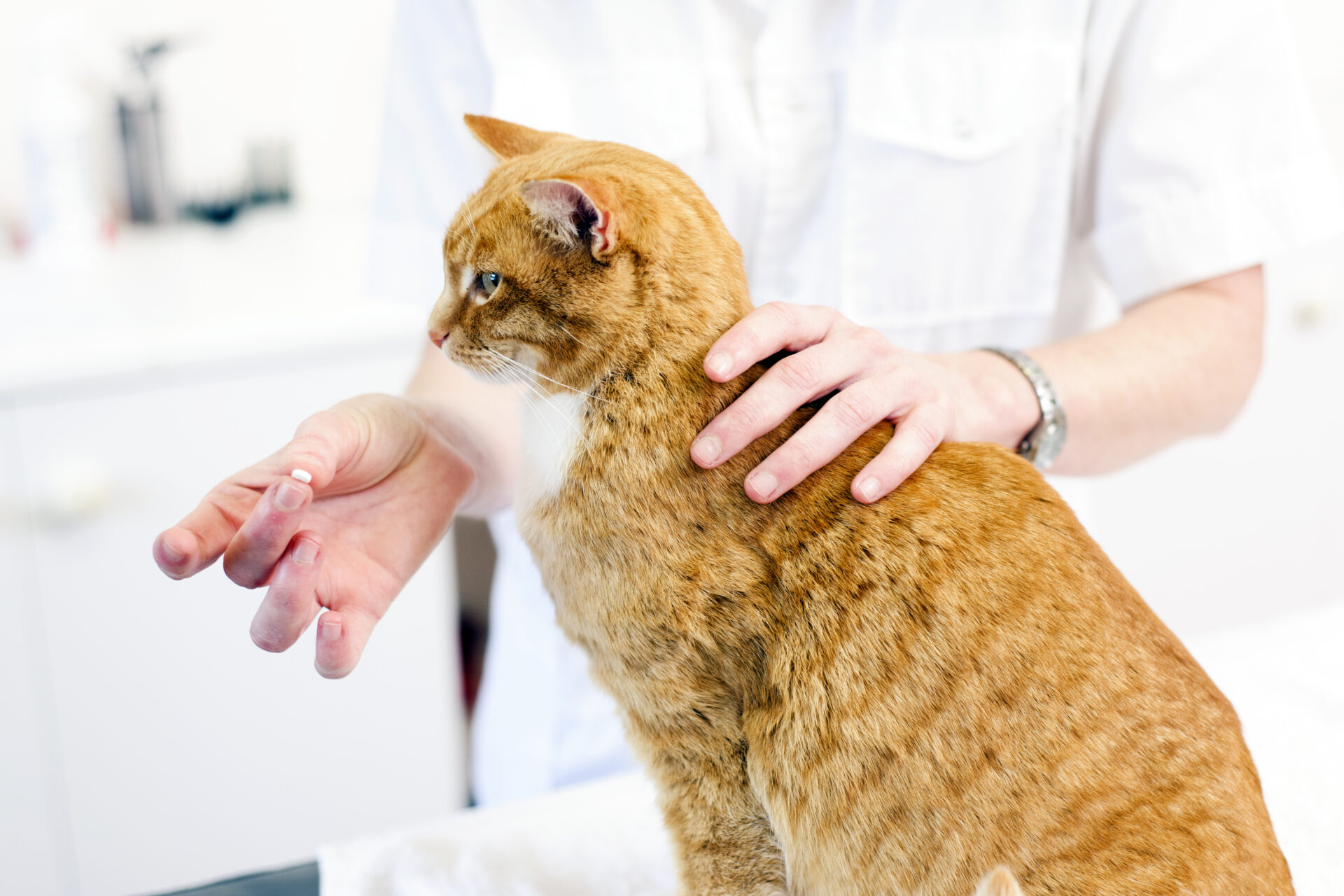 Medication Administration - Sweeties Cat House